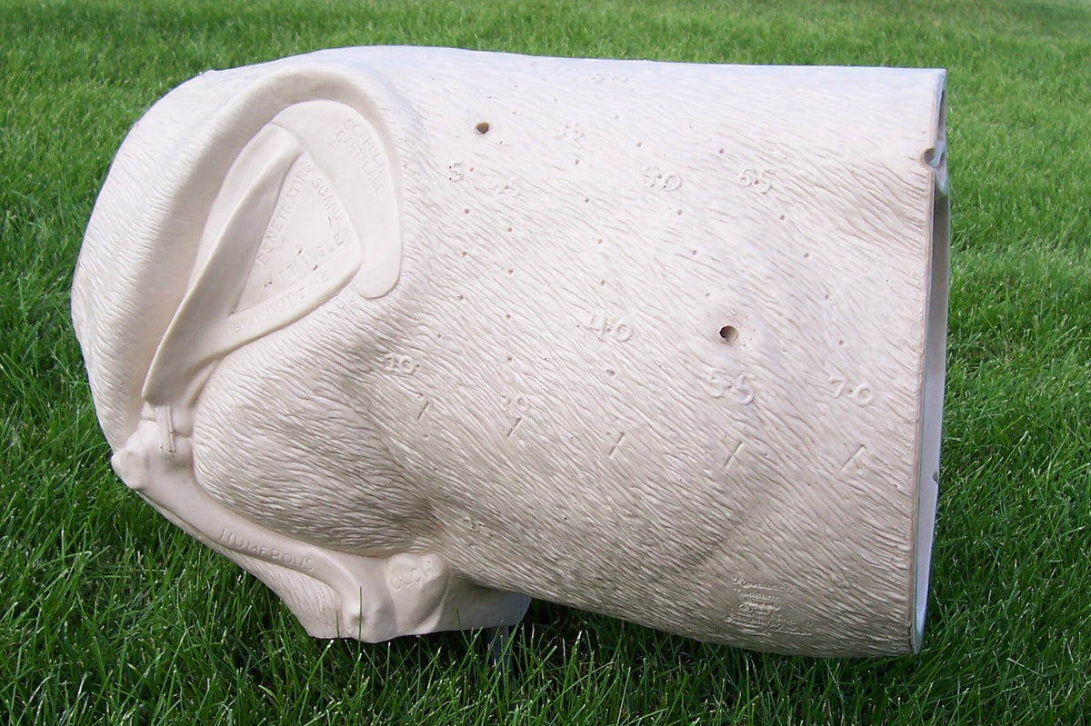 3-D Whitetail Deer Anatomy Section, Pre-Drilled – nbef