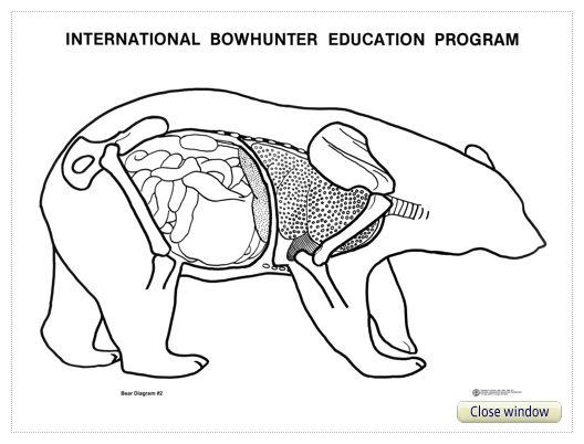 Bear Diagram Charts – nbef