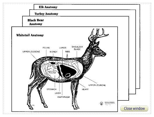 Posters, Big Game Anatomy Set – nbef